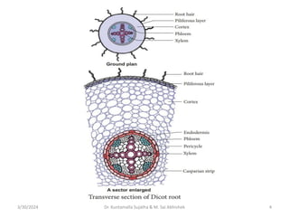 Dicot & Monocot root - structure & functions | PPTX