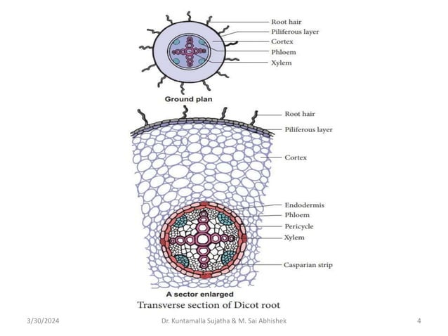 Dicot & Monocot root - structure & functions | PPTX