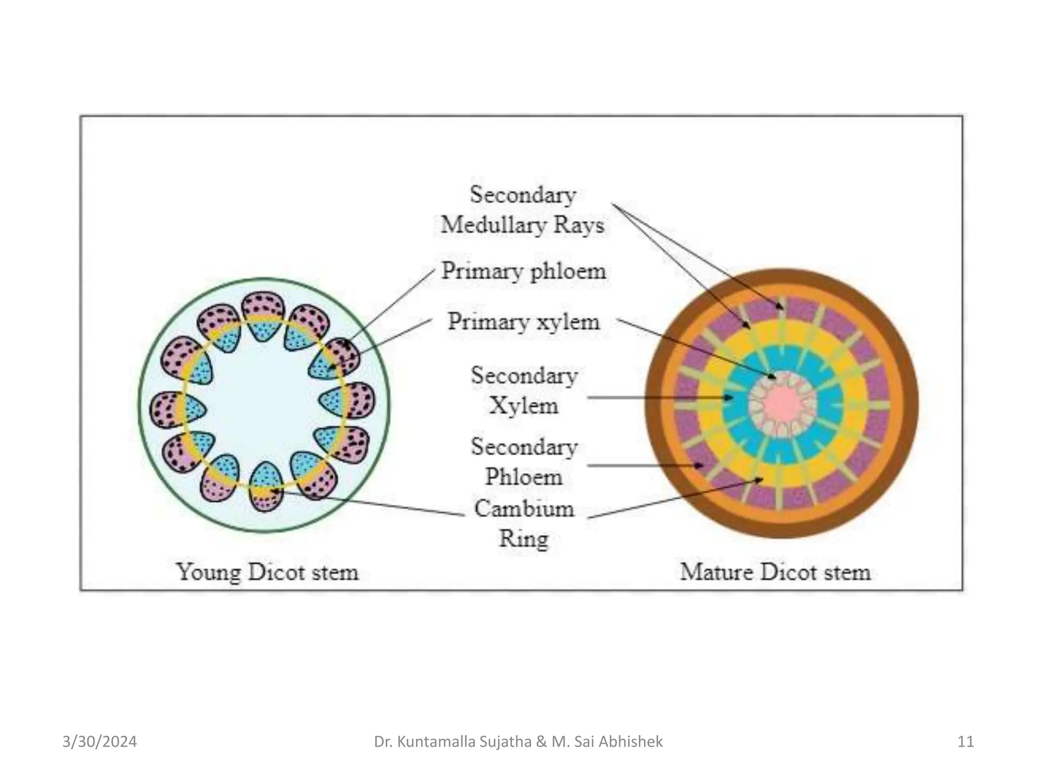 Dicot And Monocot Stem Structure And Functions Pptx Gardening Home And Garden