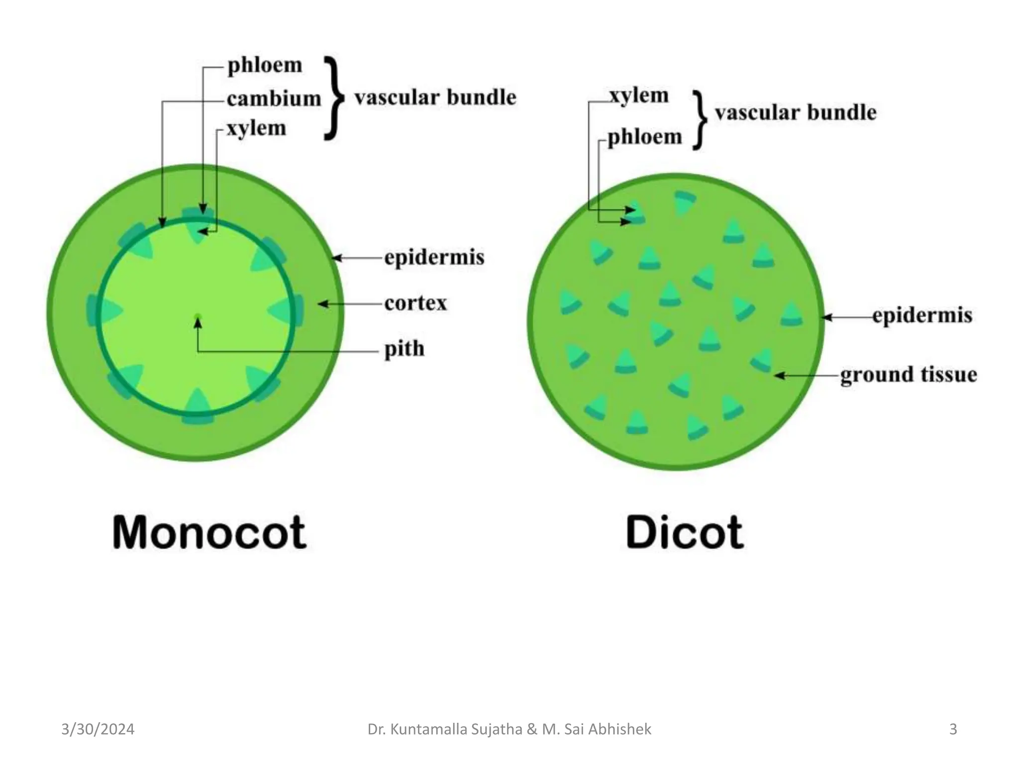 Dicot & Monocot Stem - structure & functions | PPTX