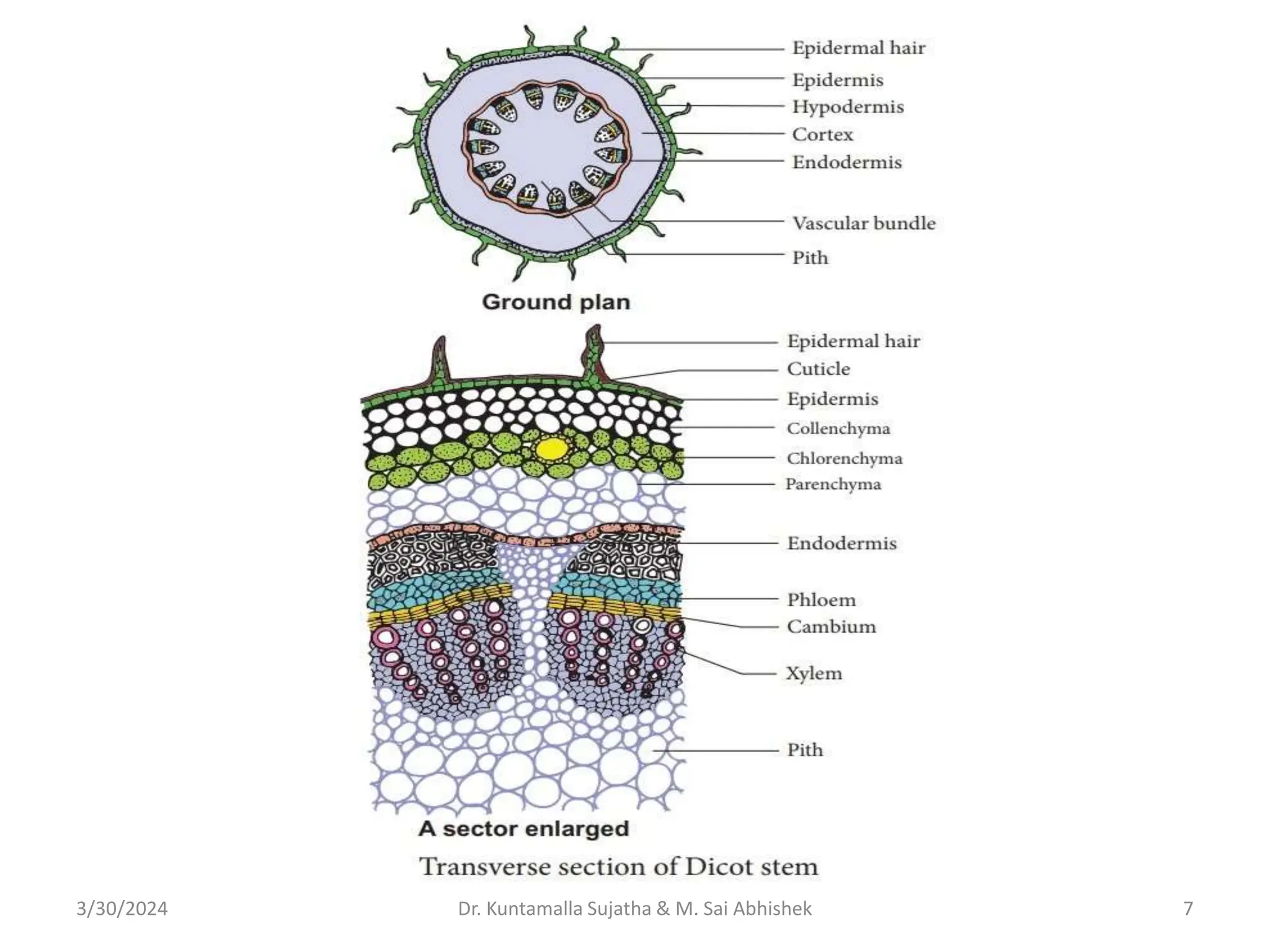 Dicot & Monocot Stem - structure & functions | PPTX