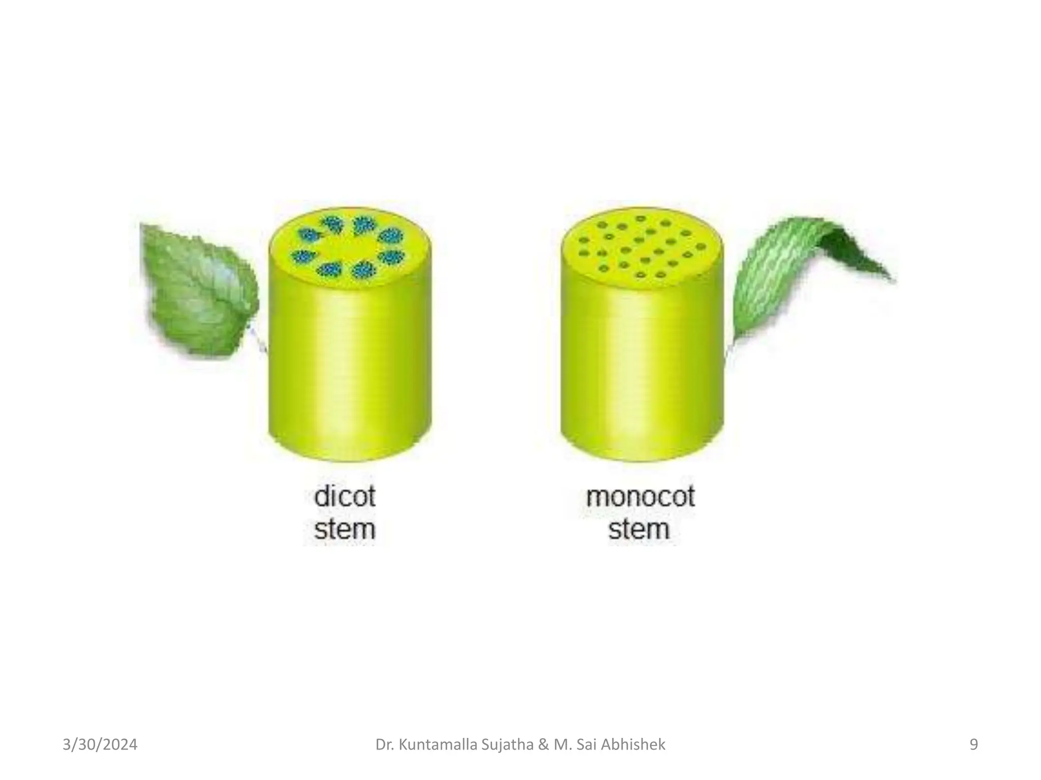 Dicot And Monocot Stem Structure And Functions Pptx Gardening Home And Garden