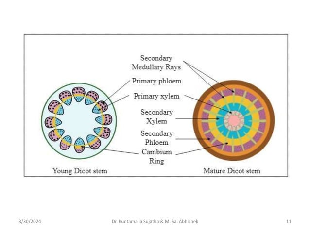 Dicot & Monocot Stem - structure & functions | PPTX | Gardening | Home ...