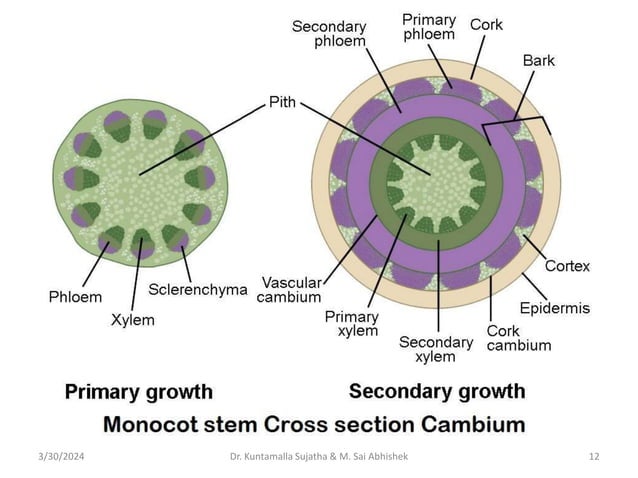 Dicot And Monocot Stem Structure And Functions Pptx Gardening Home And Garden