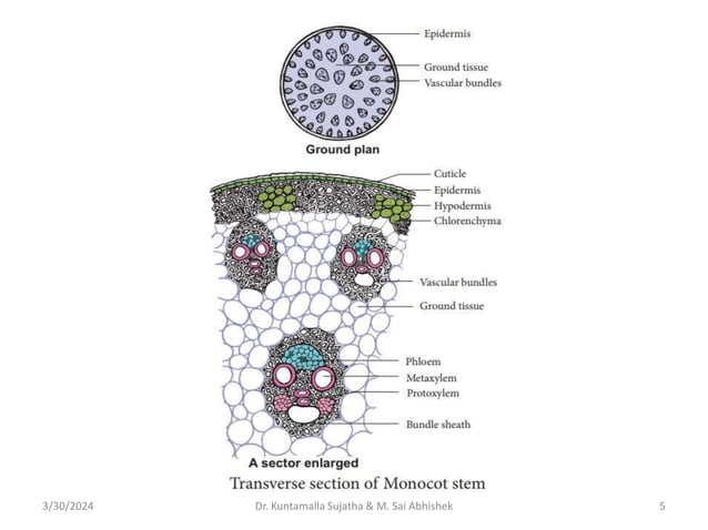 Dicot And Monocot Stem Structure And Functions Pptx Gardening Home And Garden