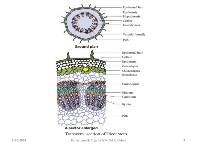 Dicot And Monocot Stem Structure And Functions Pptx Gardening Home And Garden
