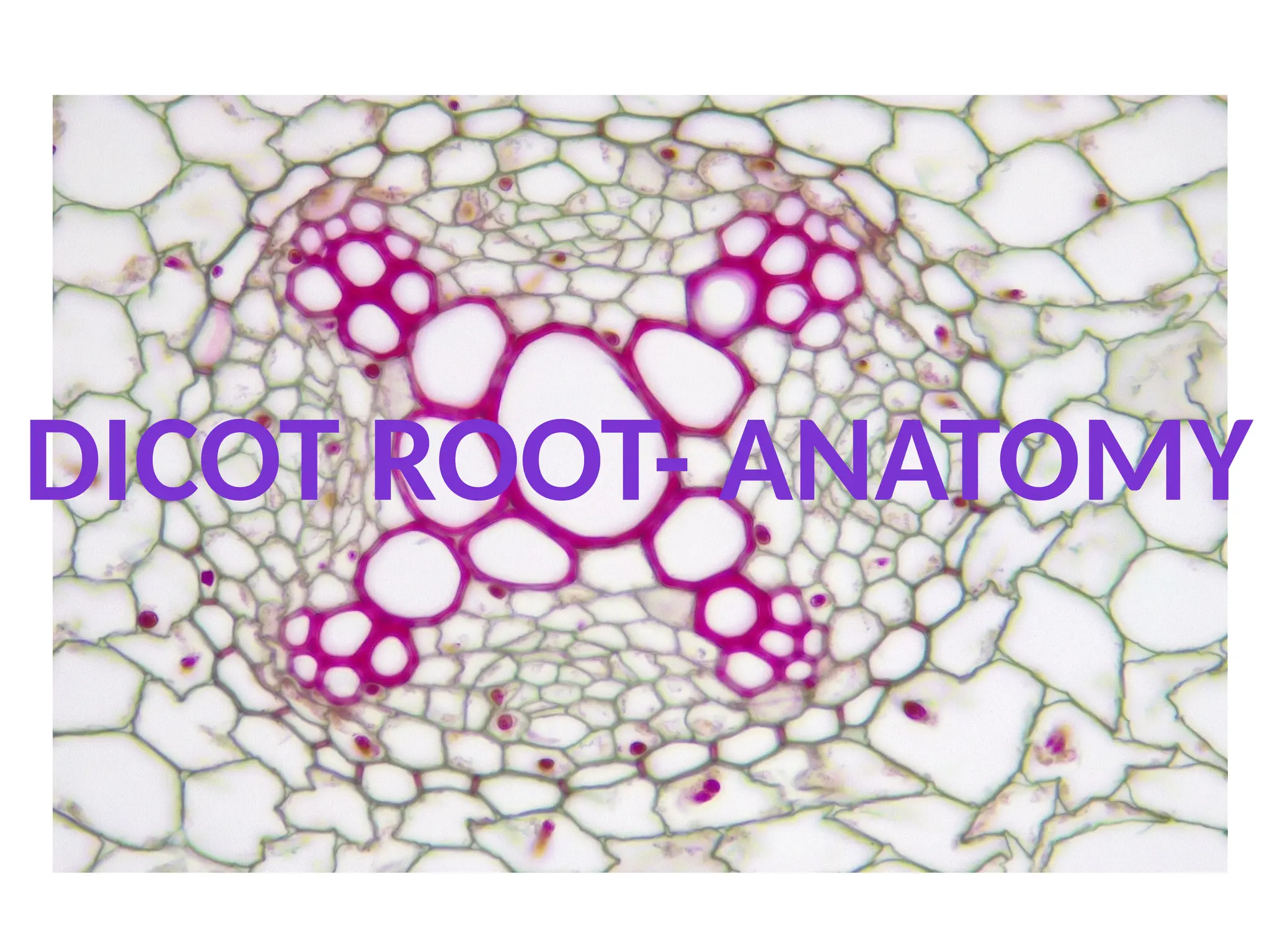 Dicot root-Anatomy.pptxghhbbjjbhjjnjjjjh | PPTX