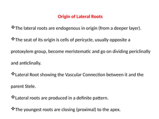 Dicot root-Anatomy.pptxghhbbjjbhjjnjjjjh | PPTX