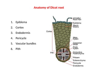 Dicot root-Anatomy.pptxghhbbjjbhjjnjjjjh | PPTX