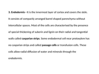 Dicot root-Anatomy.pptxghhbbjjbhjjnjjjjh | PPTX