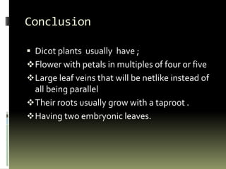 Dicots.pptx