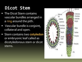 Dicots.pptx