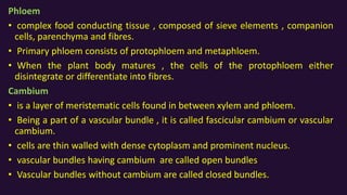 Dicot stem | PPTX