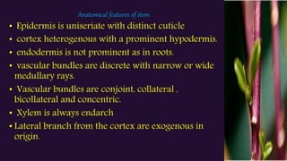 Dicot stem | PPTX