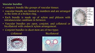 Dicot stem | PPTX