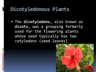 Dicotyledonous & Monocotyledonous plants | PPTX