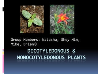 10 Examples Of Monocot Plants