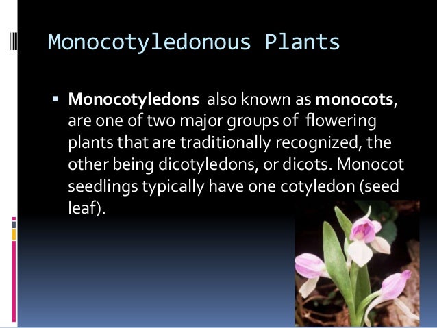 Dicotyledonous & Monocotyledonous plants