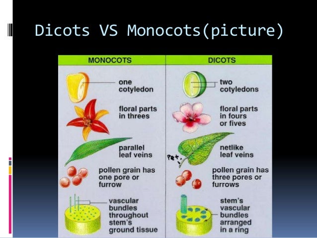 Dicotyledonous & Monocotyledonous plants