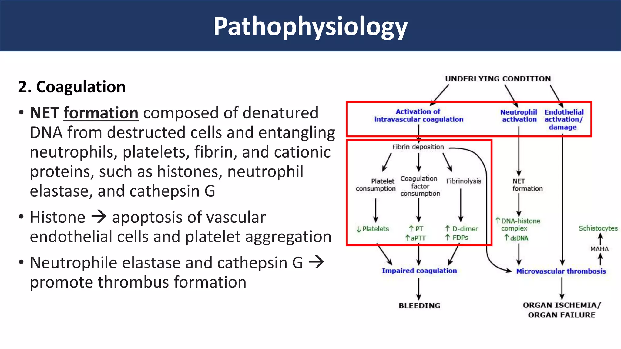 DIC PATHOPHYSIOLOGY.pptx