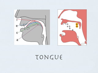 Introduction to Diction - Overview of Vowel Triangle, Positions of Lips ...