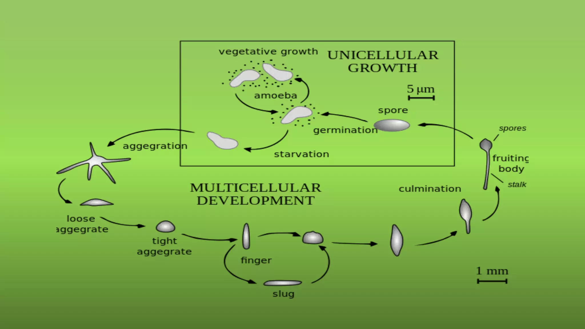 DICTYOSTELIUM AND ALLOMYCES | PPTX | Reproductive Health | Diseases and ...