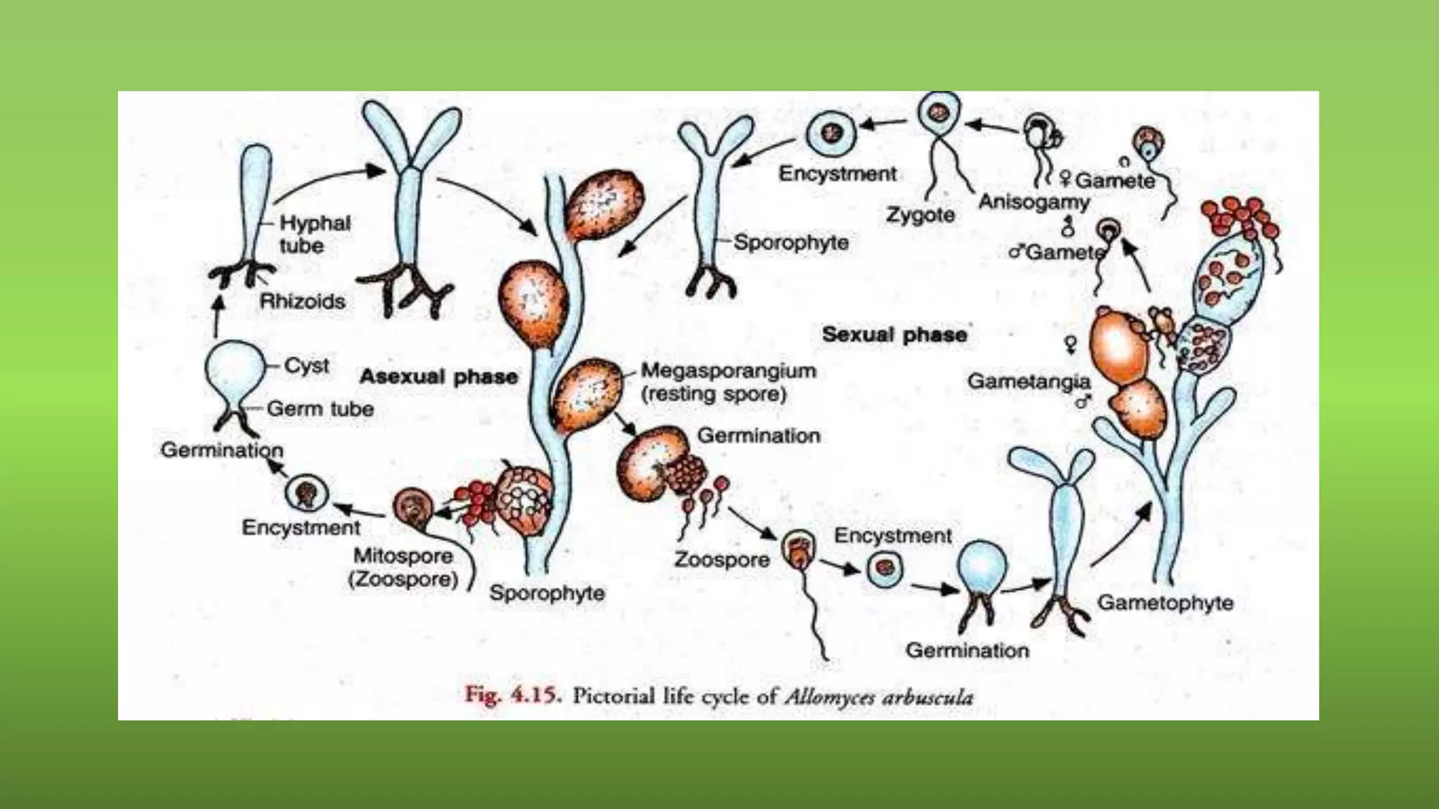 DICTYOSTELIUM AND ALLOMYCES | PPTX | Reproductive Health | Diseases and ...