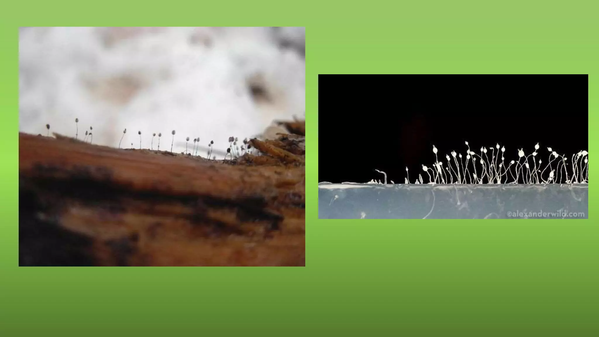 DICTYOSTELIUM AND ALLOMYCES | PPTX