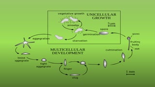 DICTYOSTELIUM AND ALLOMYCES | PPTX