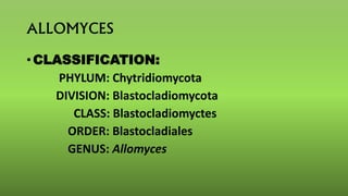 DICTYOSTELIUM AND ALLOMYCES | PPTX
