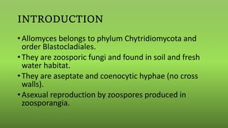 DICTYOSTELIUM AND ALLOMYCES | PPTX | Reproductive Health | Diseases and ...