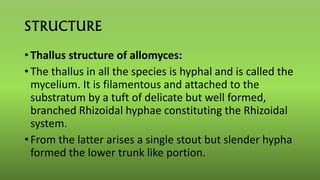 DICTYOSTELIUM AND ALLOMYCES | PPTX