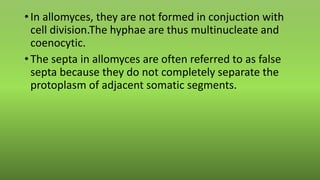 DICTYOSTELIUM AND ALLOMYCES | PPTX