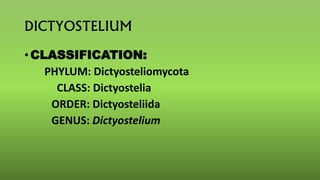 DICTYOSTELIUM AND ALLOMYCES | PPTX