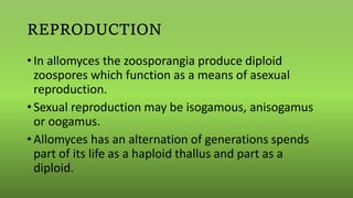 DICTYOSTELIUM AND ALLOMYCES | PPTX