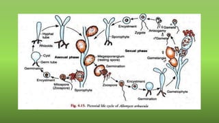 DICTYOSTELIUM AND ALLOMYCES | PPTX | Reproductive Health | Diseases and ...