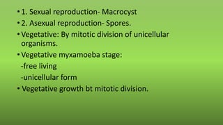 DICTYOSTELIUM AND ALLOMYCES | PPTX