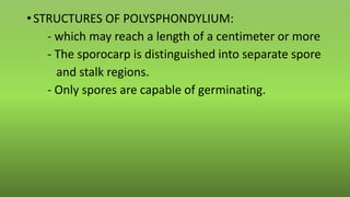 DICTYOSTELIUM AND ALLOMYCES | PPTX