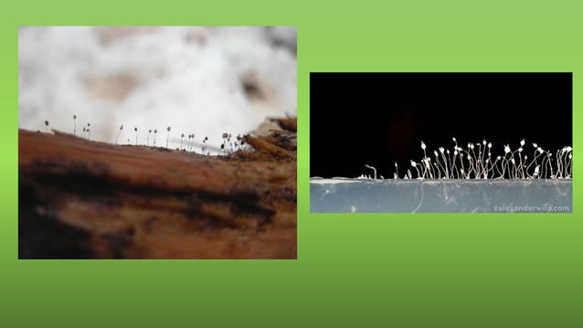 DICTYOSTELIUM AND ALLOMYCES | PPTX | Reproductive Health | Diseases and ...