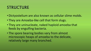 Dictyostelium