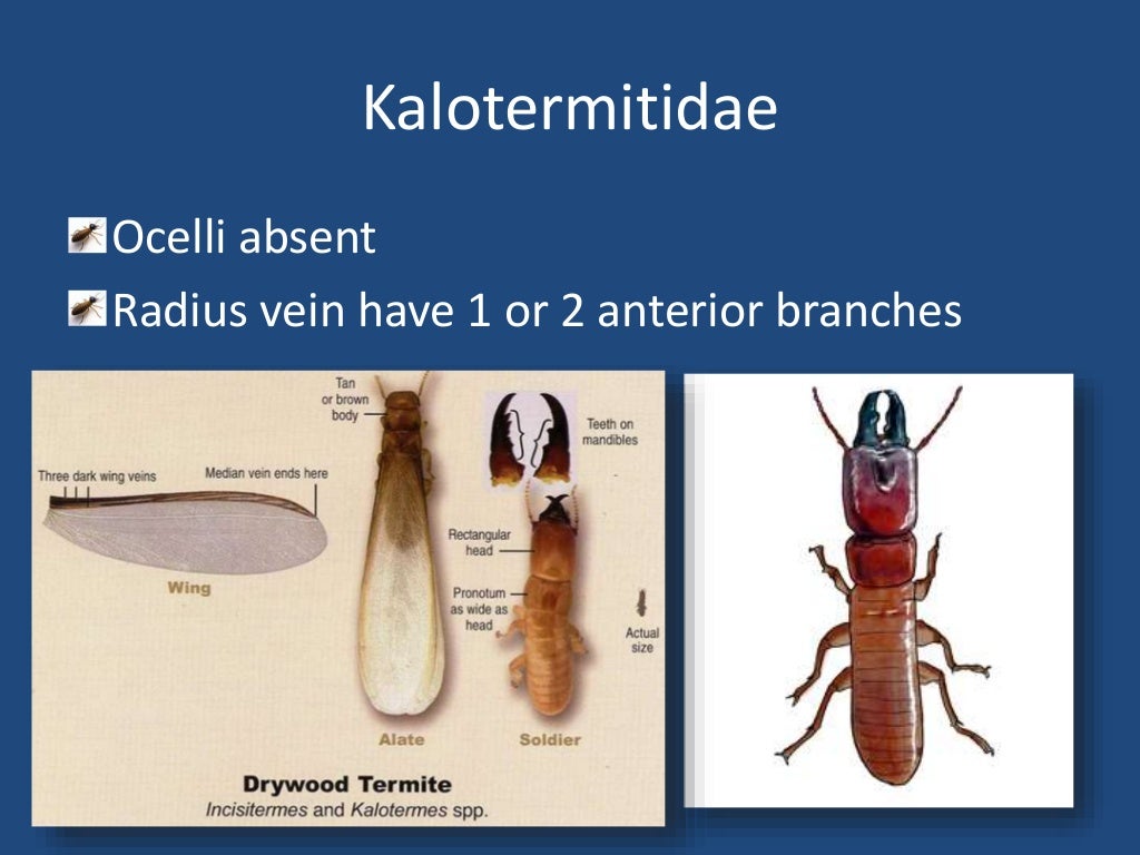 Dictyoptera and isoptera