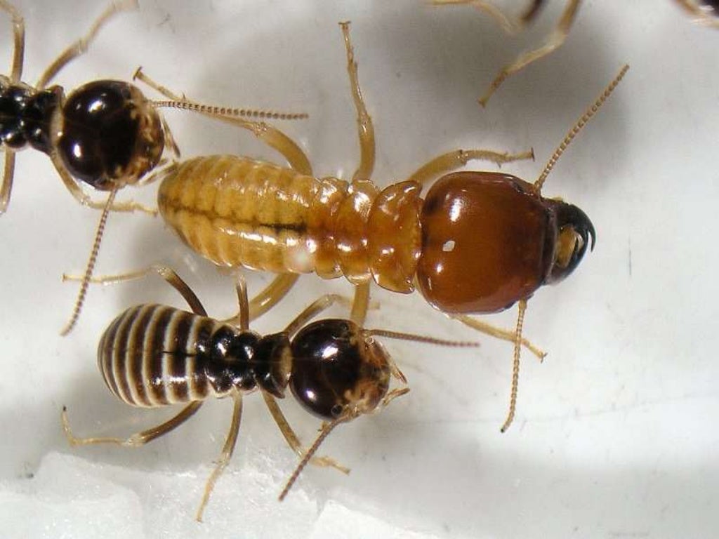 Dictyoptera and isoptera
