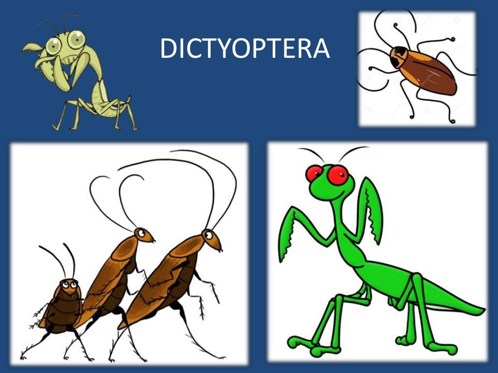 Dictyoptera and isoptera