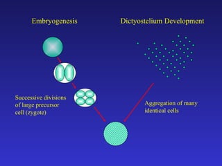 Life cycle of Dictyostelium discoideum mold | PPT
