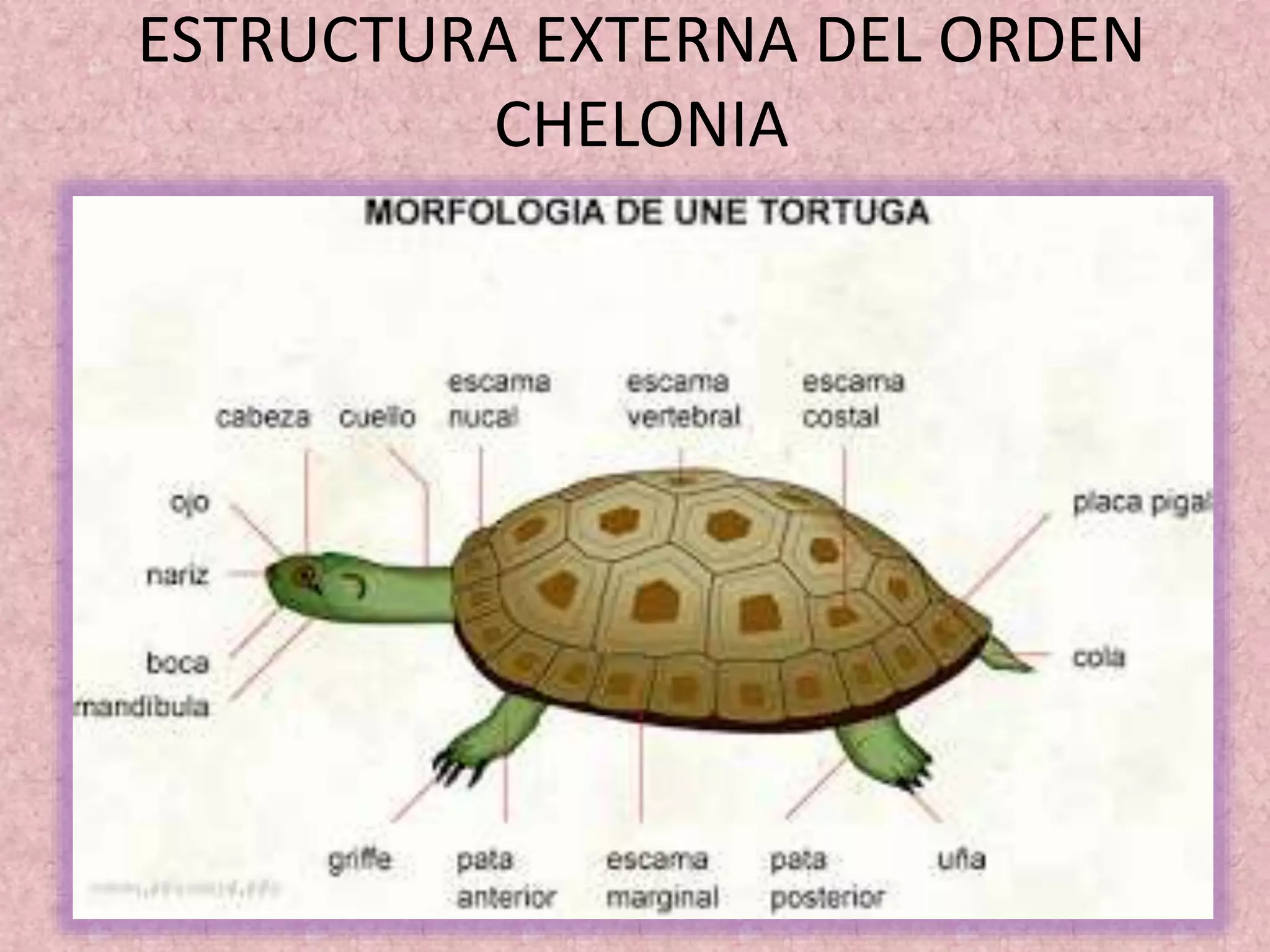 Didactica de ciencias naturales chelonios luis lema | PPTX