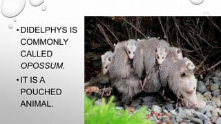 Didelphys | PPT