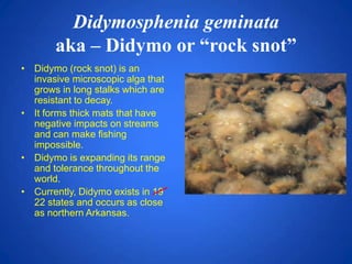 Didymosphenia geminata | PPTX