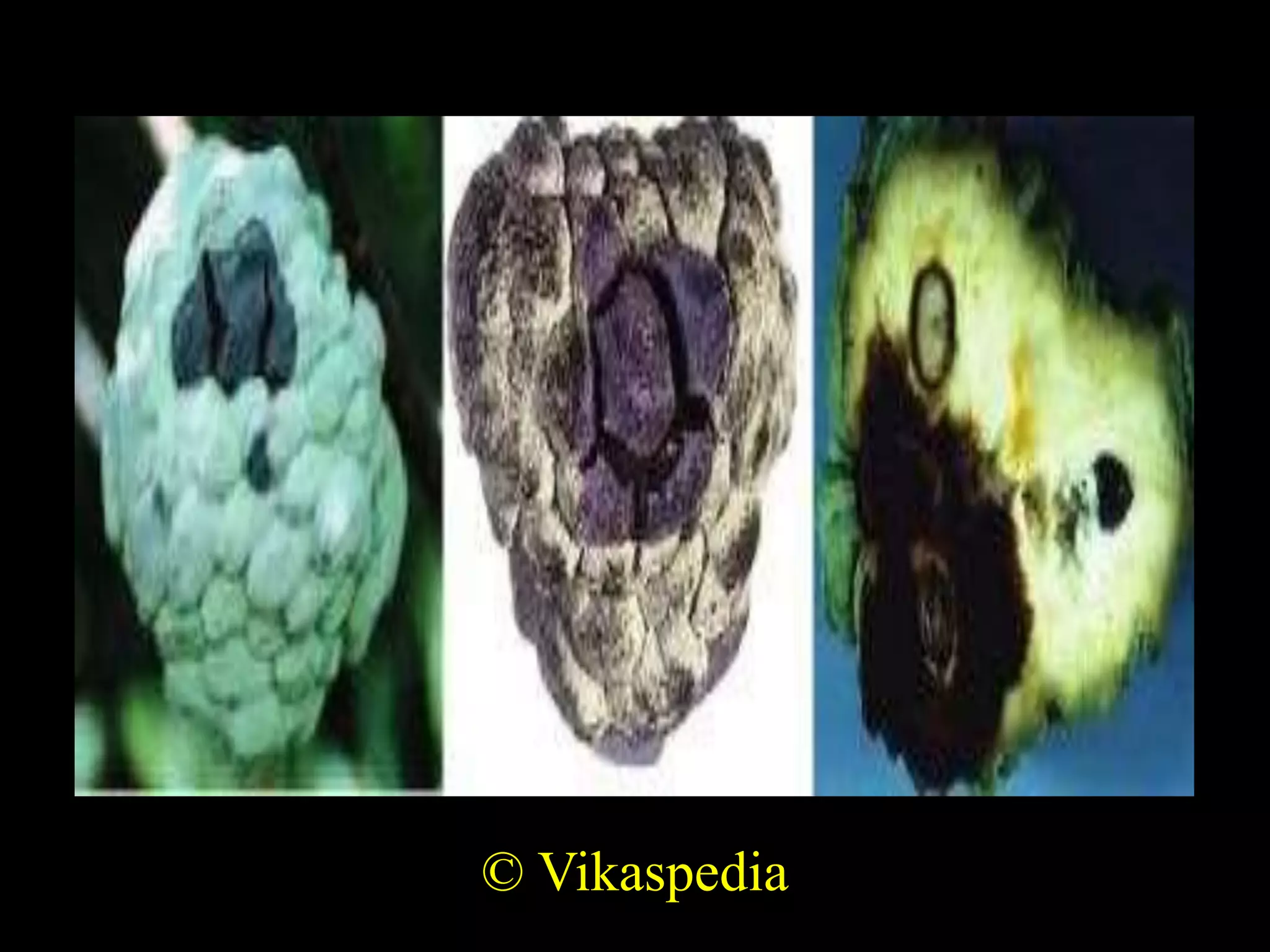 Dieases of Annona (Custard Apple) | PPT