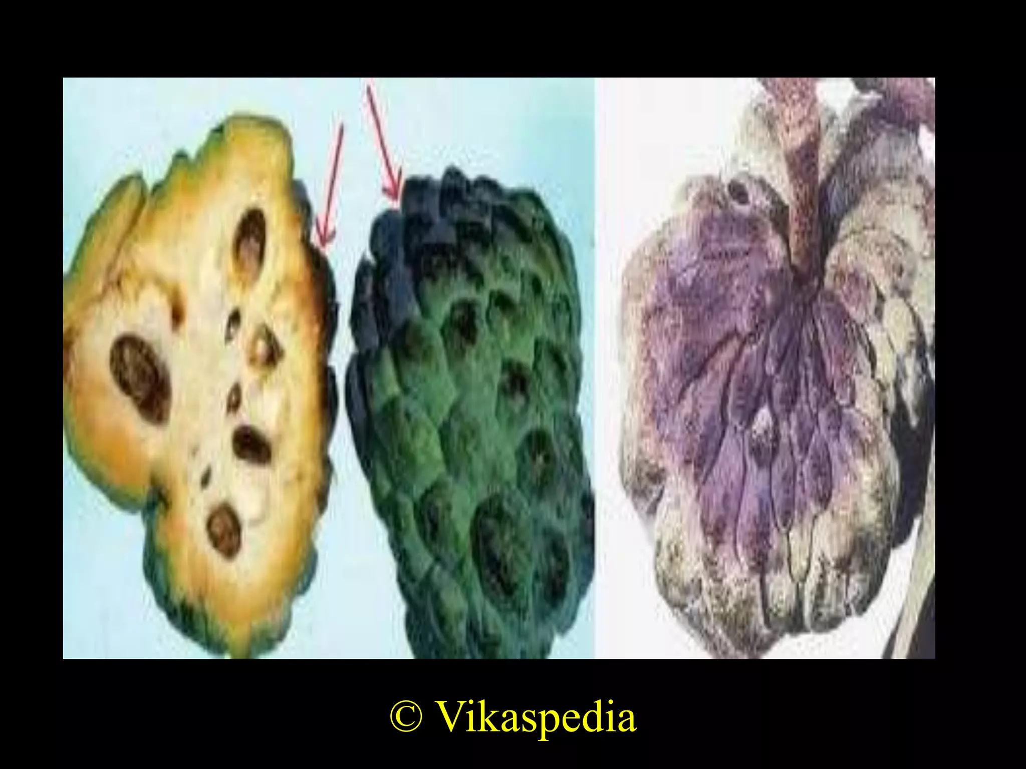 Dieases of Annona (Custard Apple) | PPT