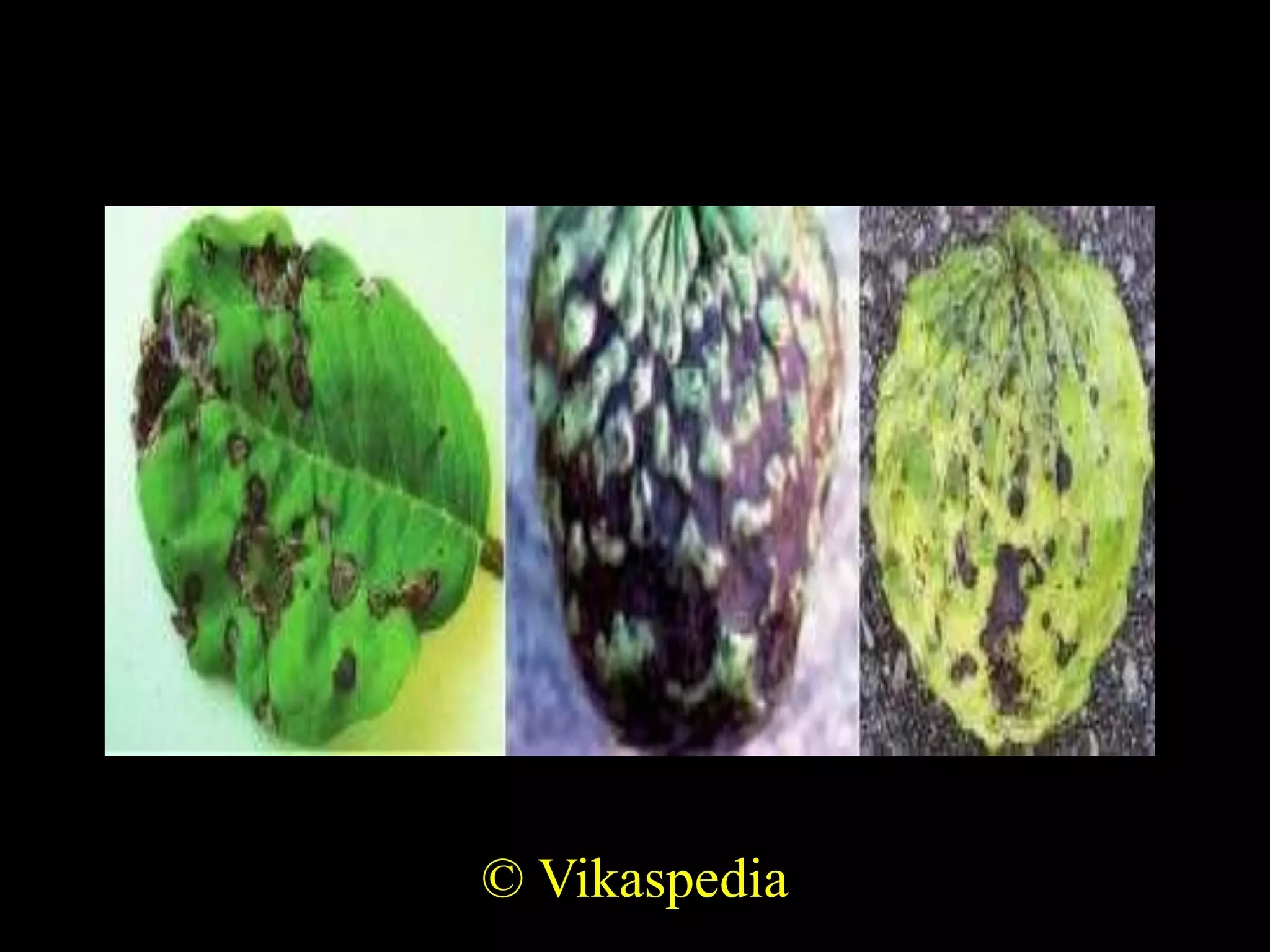 Dieases of Annona (Custard Apple) | PPT